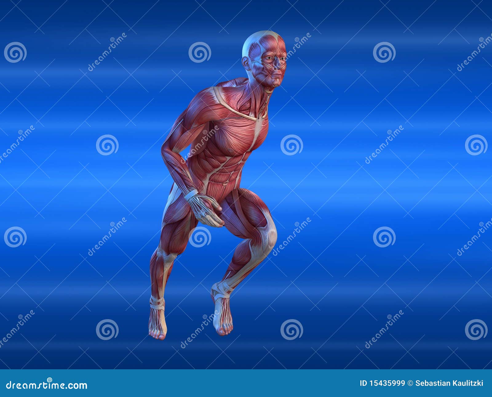 Male muscle model stock illustration. Illustration of anatomical - 15435999