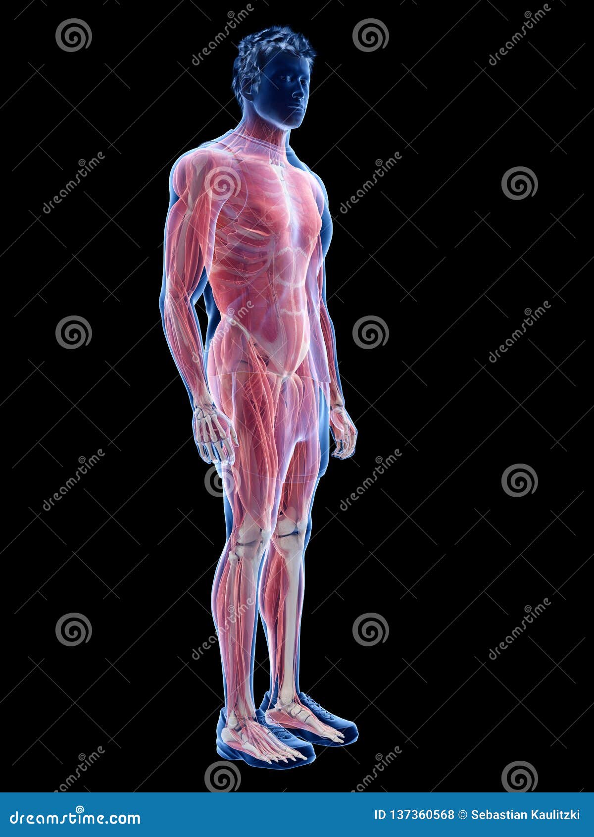 The male muscle system stock illustration. Illustration of tendon ...