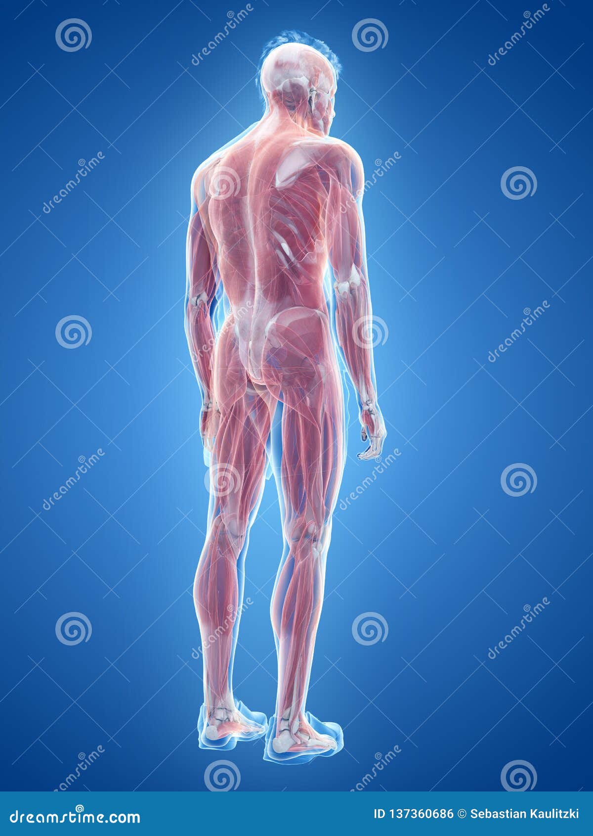 The male muscle system stock illustration. Illustration of male - 137360686