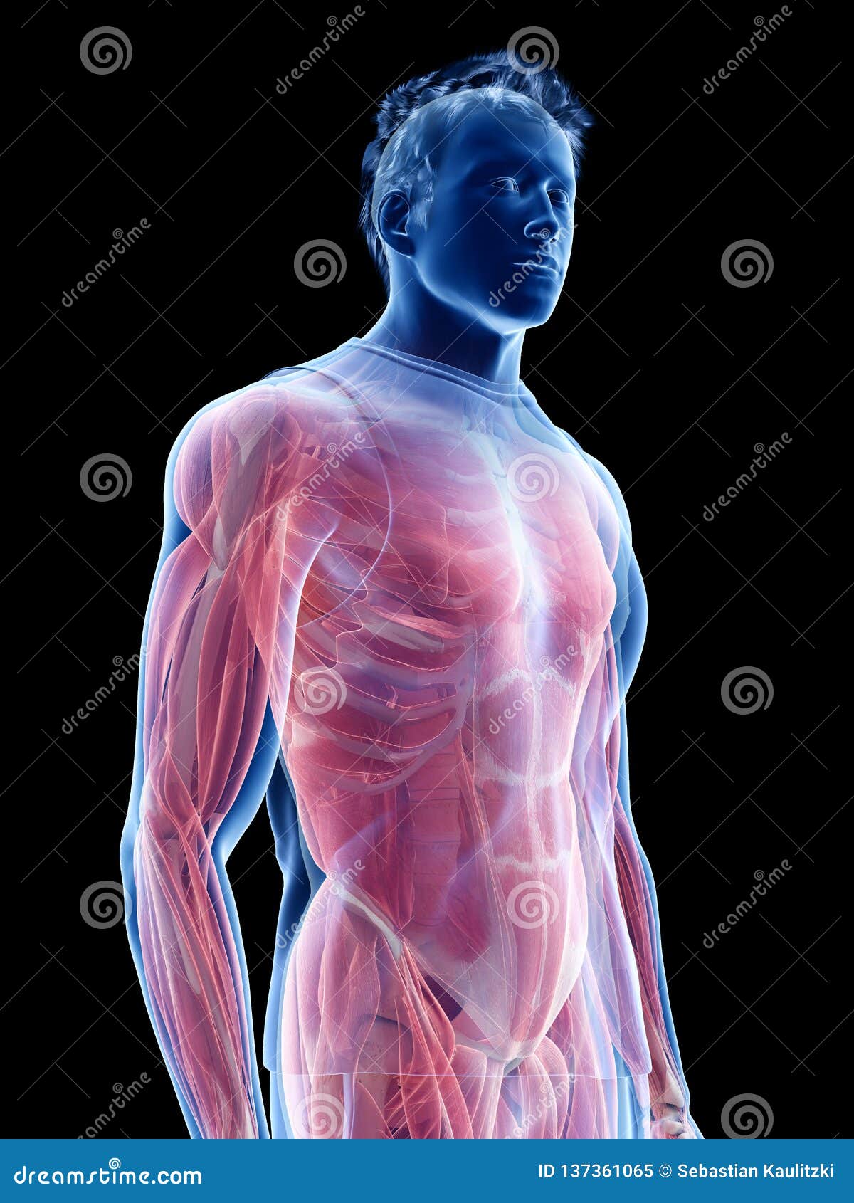 The male muscle system stock illustration. Illustration of tendon ...