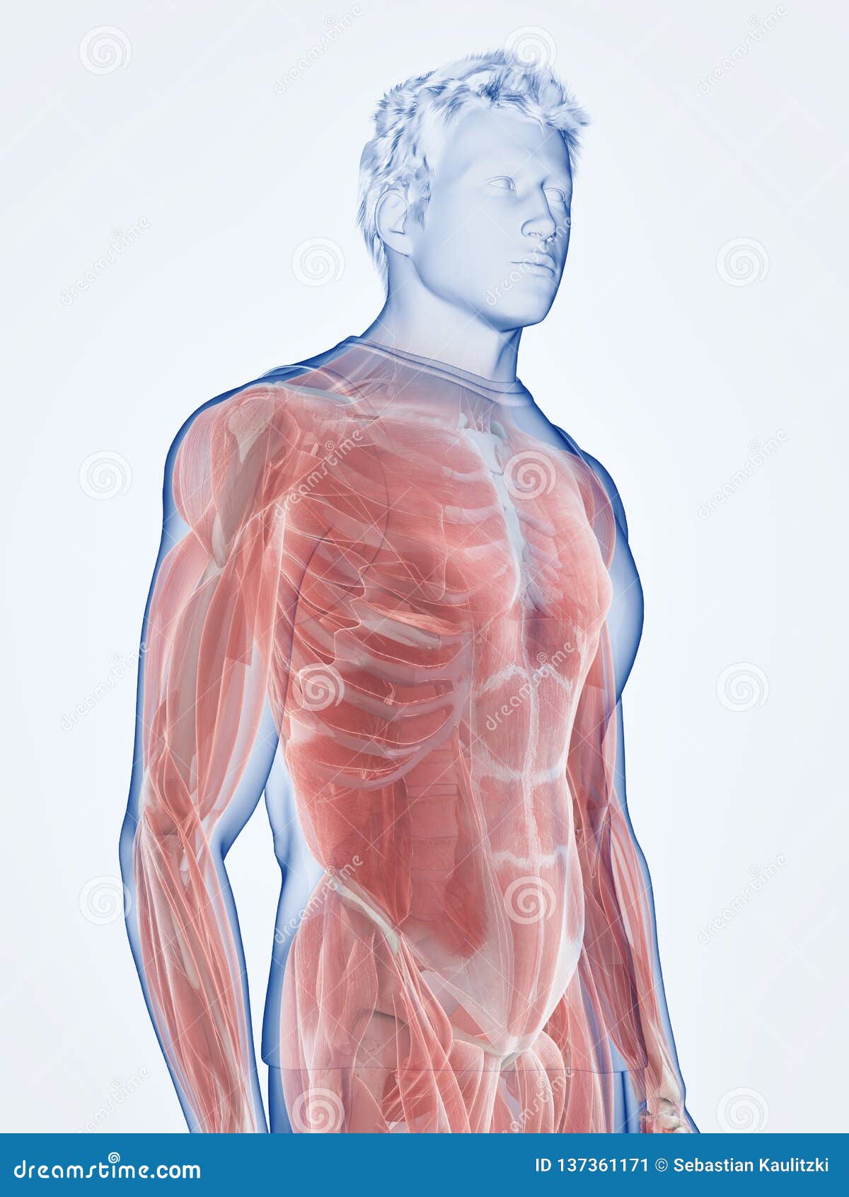 The male muscle system stock illustration. Illustration of accurate ...