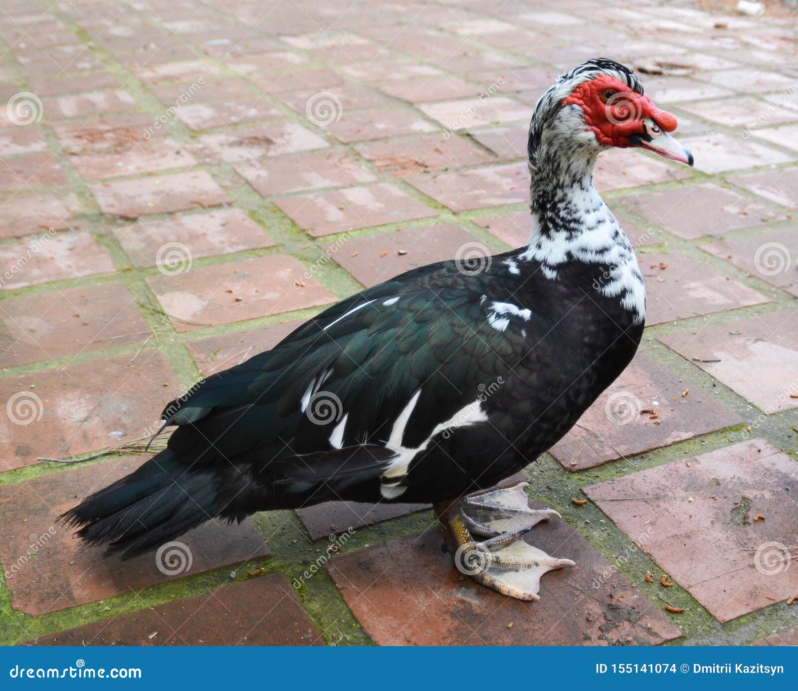 Male Muscovy Duck Standing On Lake Shoreline Stock Photo ...