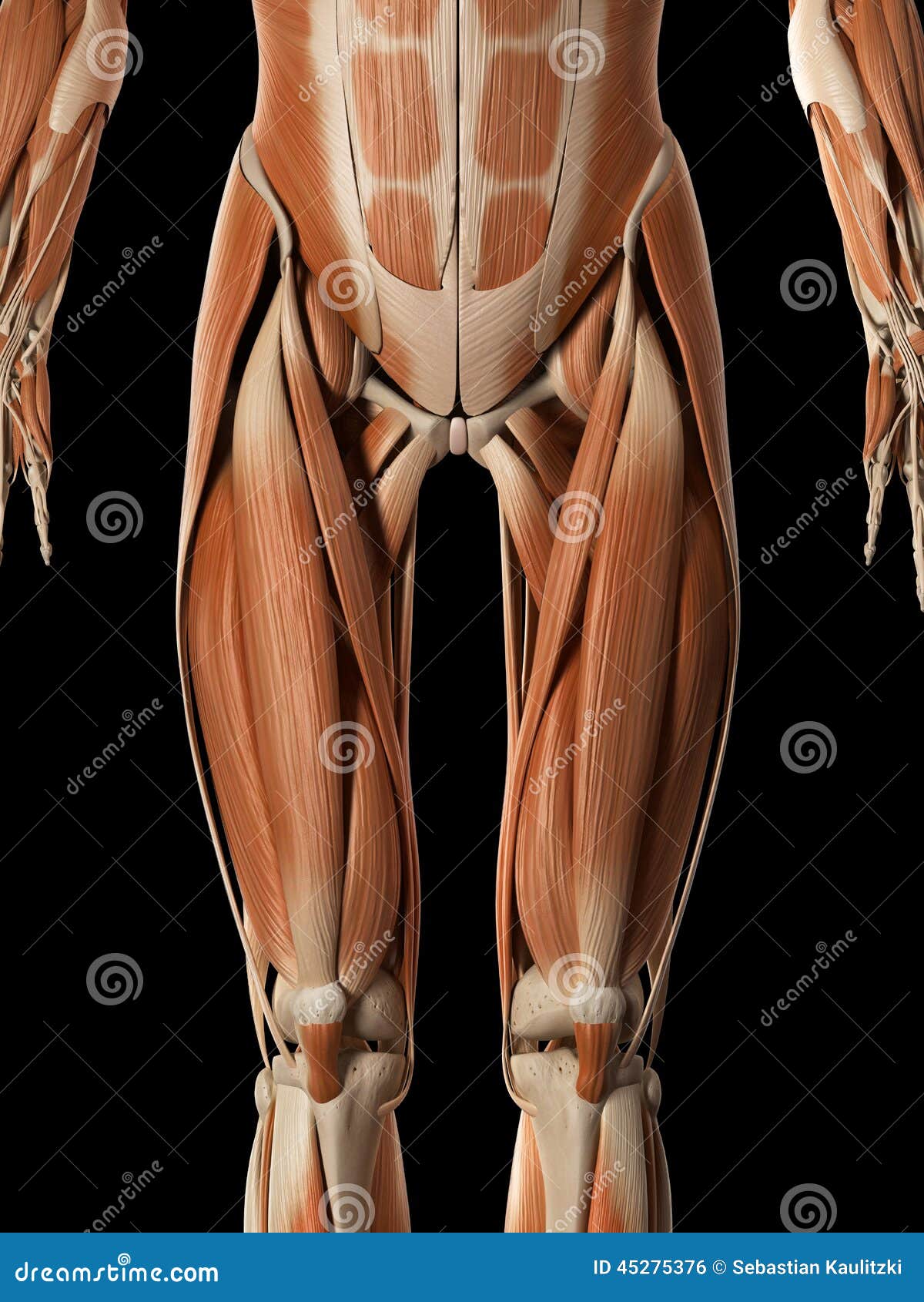 Male Muscular System, Full Anatomical Body Diagram With Muscle Scheme ...