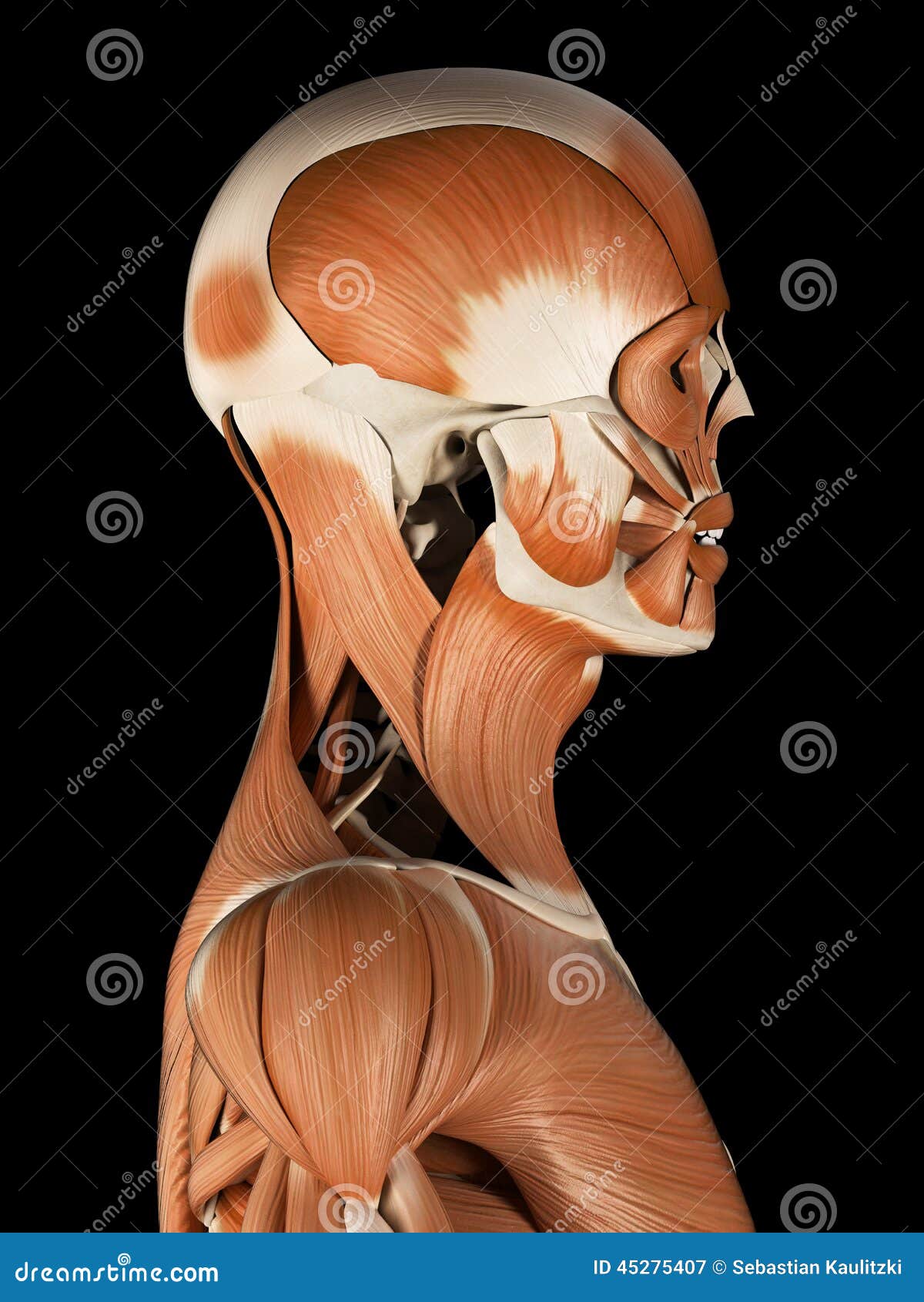 The male muscular system stock illustration. Illustration of system ...