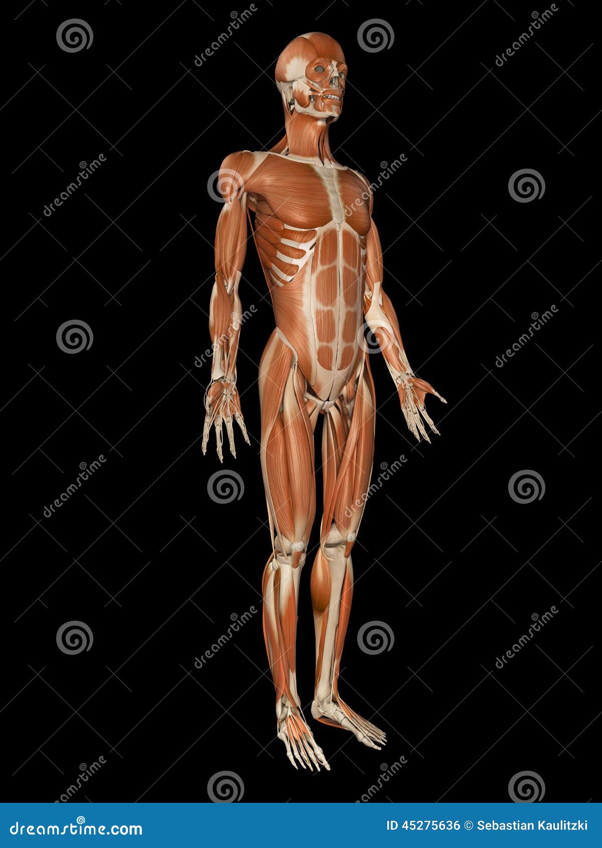 The male muscular system stock illustration. Illustration of system ...