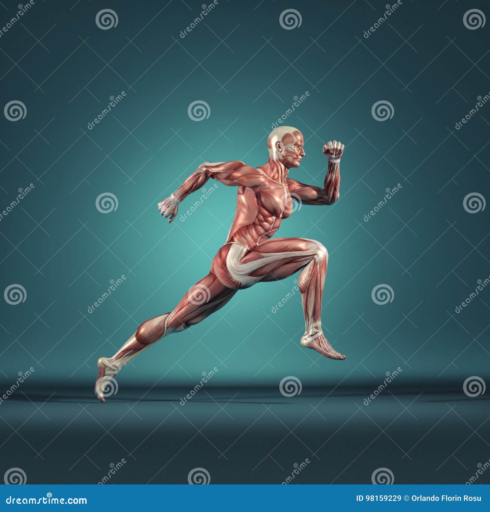 Male Muscular System Running Stock Illustration - Illustration of human ...