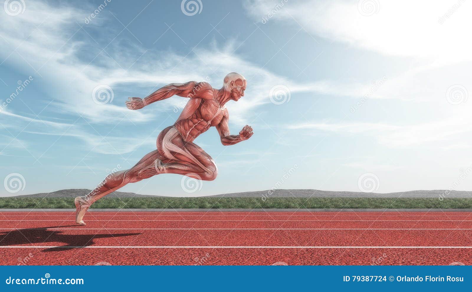 Male muscular system stock illustration. Illustration of obliques ...