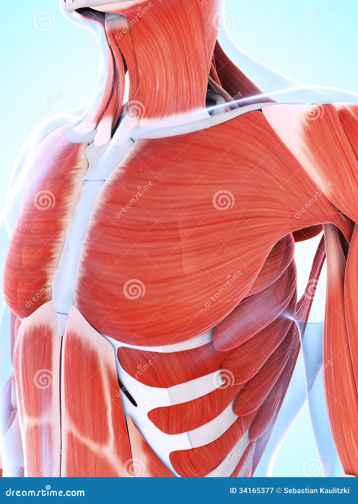 The Male Musculature Royalty-Free Illustration | CartoonDealer.com ...