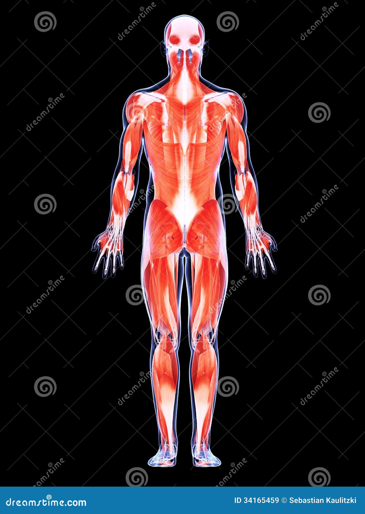 The Male Musculature Stock Illustration | CartoonDealer.com #34165459