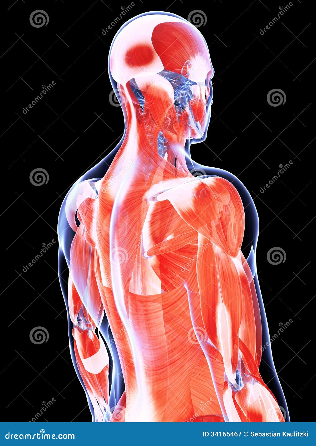 The male musculature stock illustration. Illustration of fibre - 34165467
