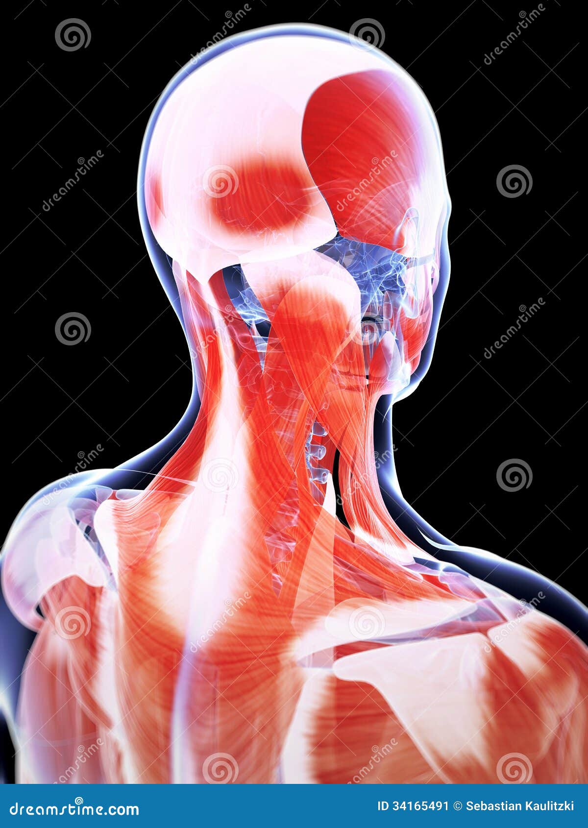 Male Musculature In Action Stock Photography | CartoonDealer.com #33491210