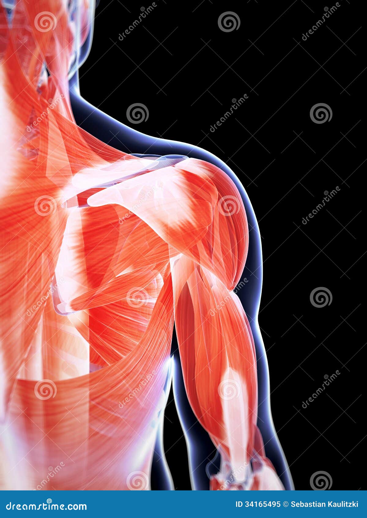 The male musculature stock illustration. Illustration of black - 34165495