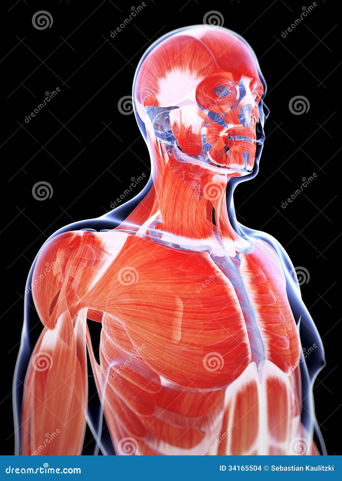 Male Musculature In Action Stock Photography | CartoonDealer.com #33491210