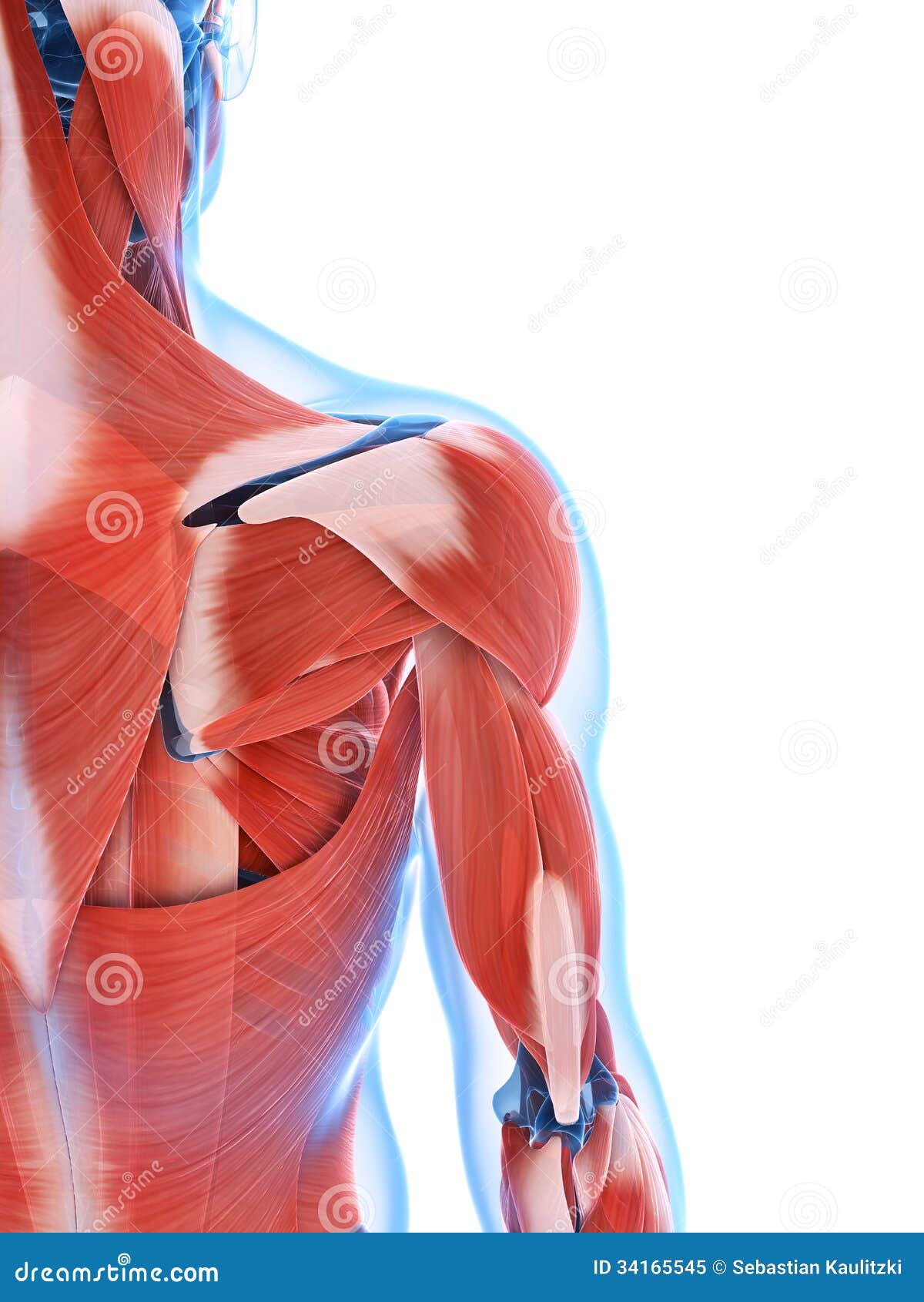 The male musculature stock illustration. Illustration of anatomy - 34165545