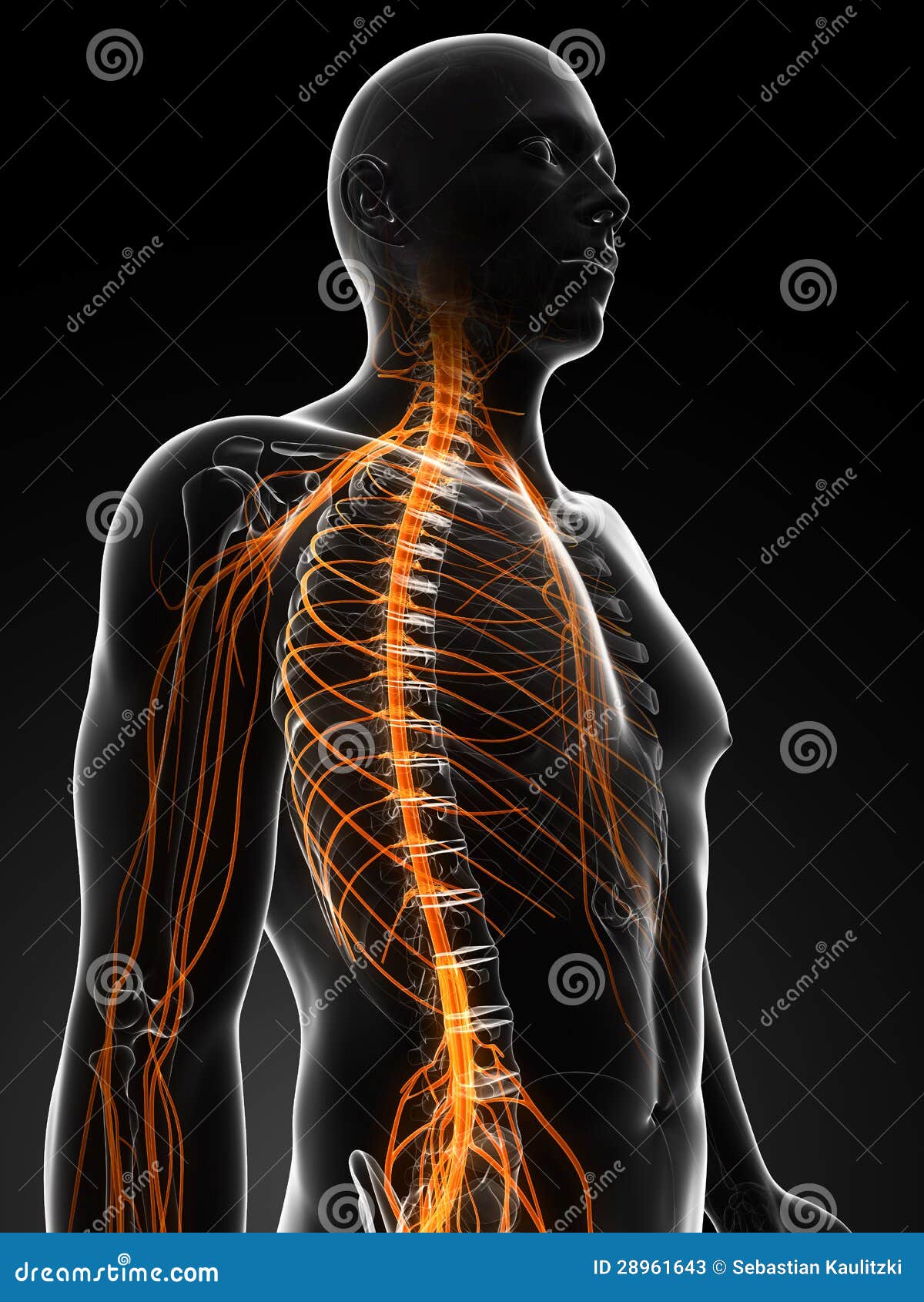 Male nerve system stock illustration. Illustration of nerves - 28961643