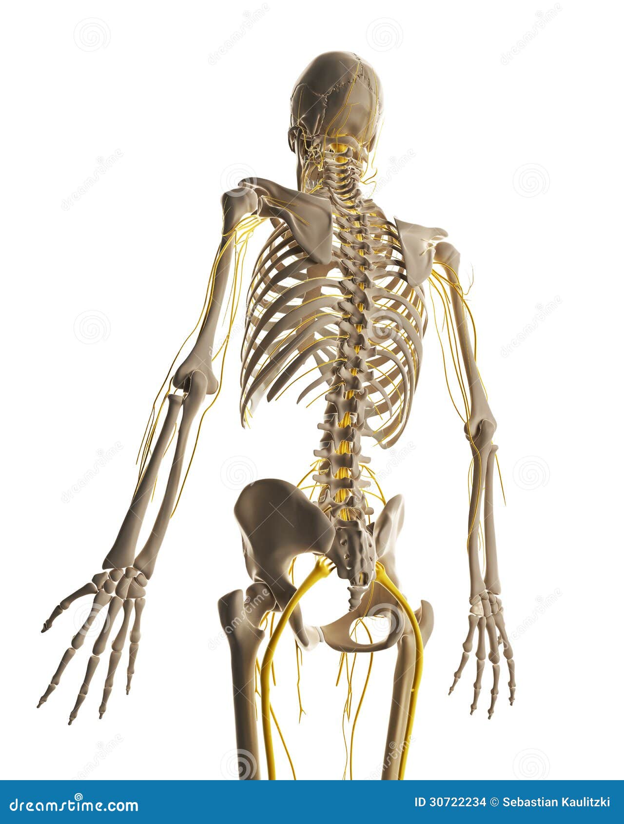 Male nerve system stock illustration. Illustration of health - 30722234