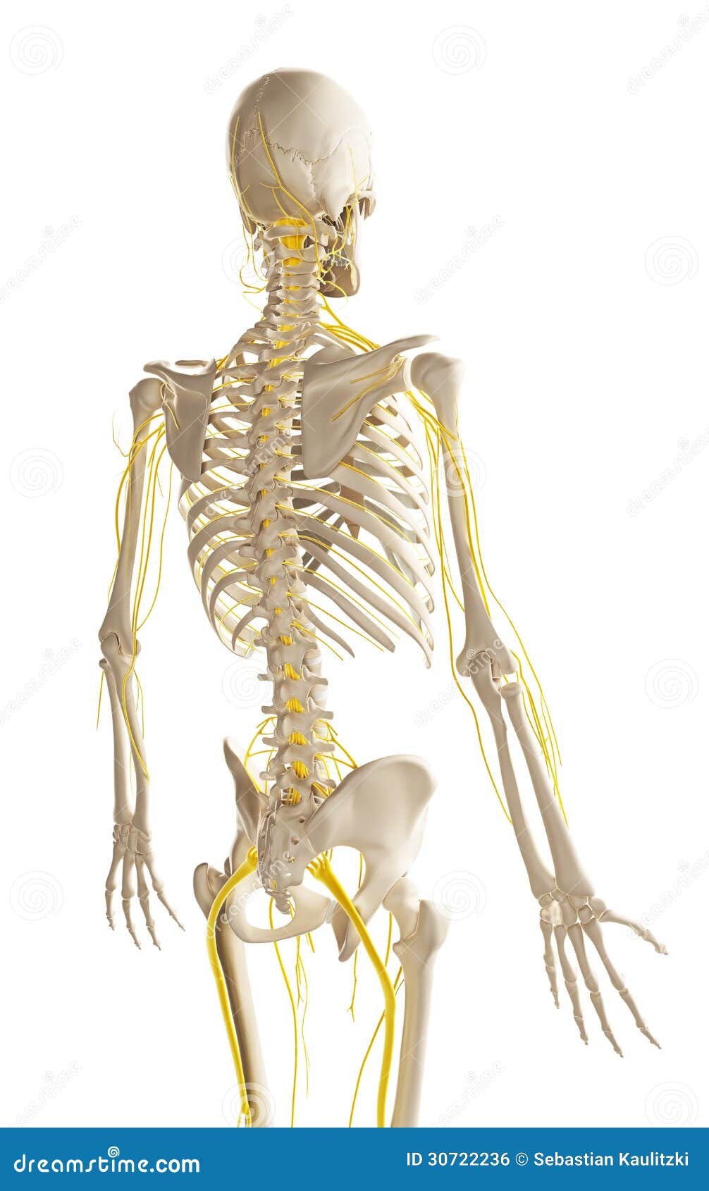 Nerve System Anatomy Cartoon Vector | CartoonDealer.com #118064419