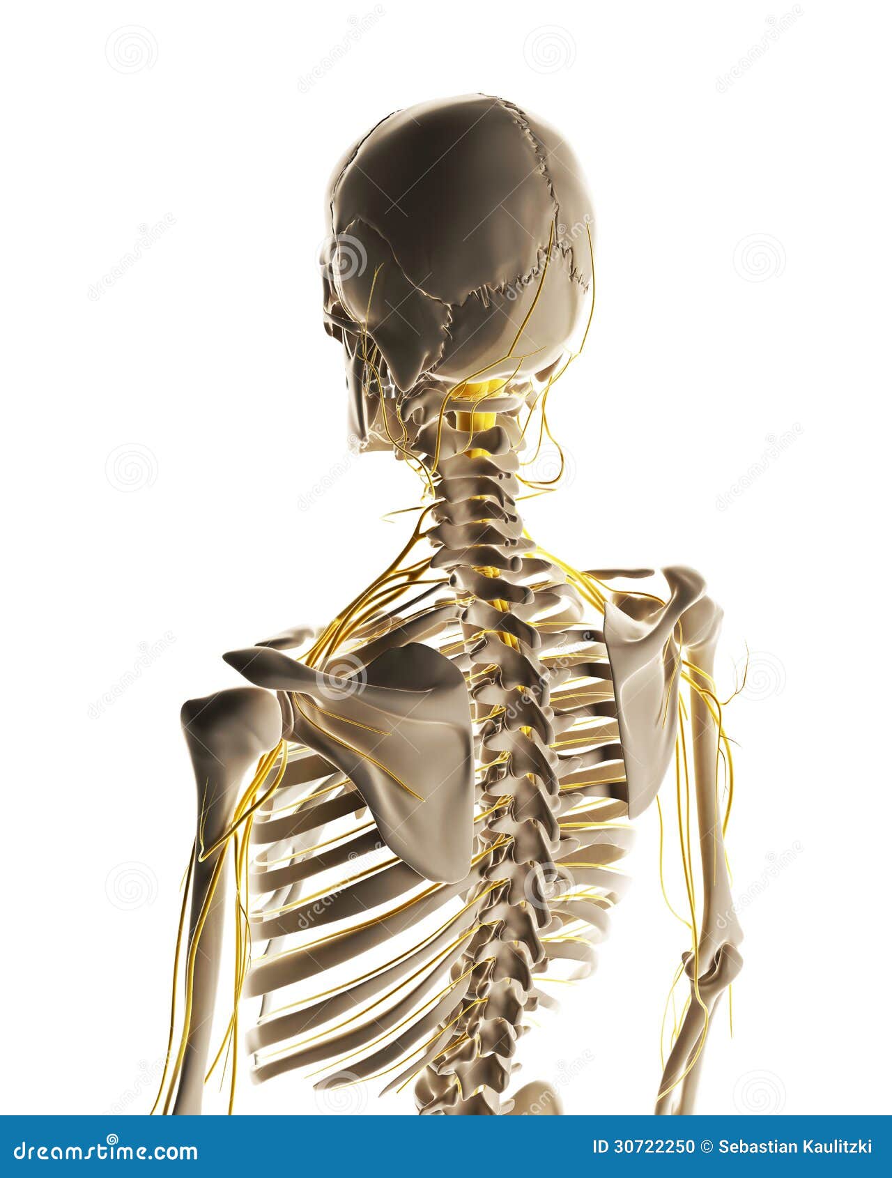 Male nerve system stock illustration. Illustration of spinal - 30722250
