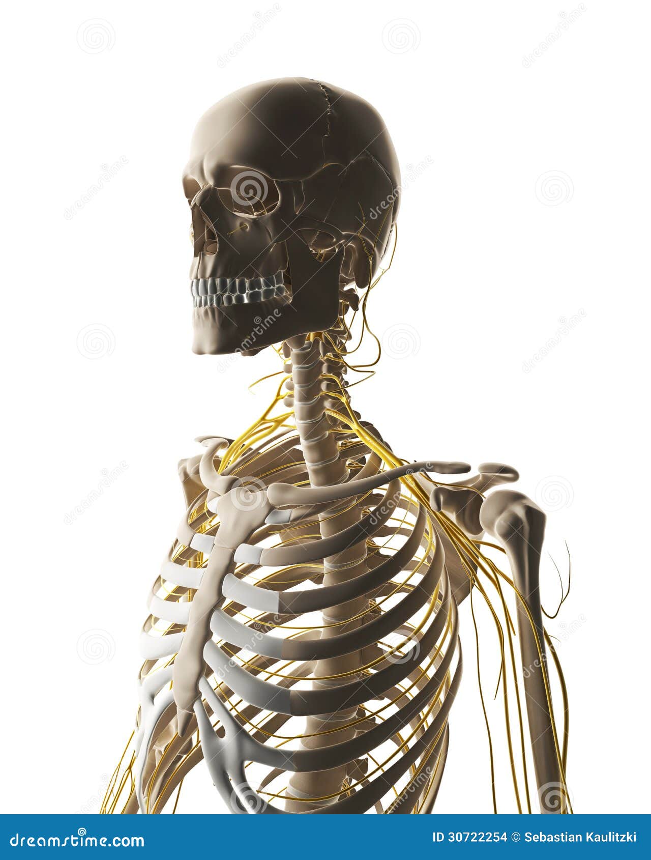 Male nerve system stock illustration. Illustration of medical - 30722254