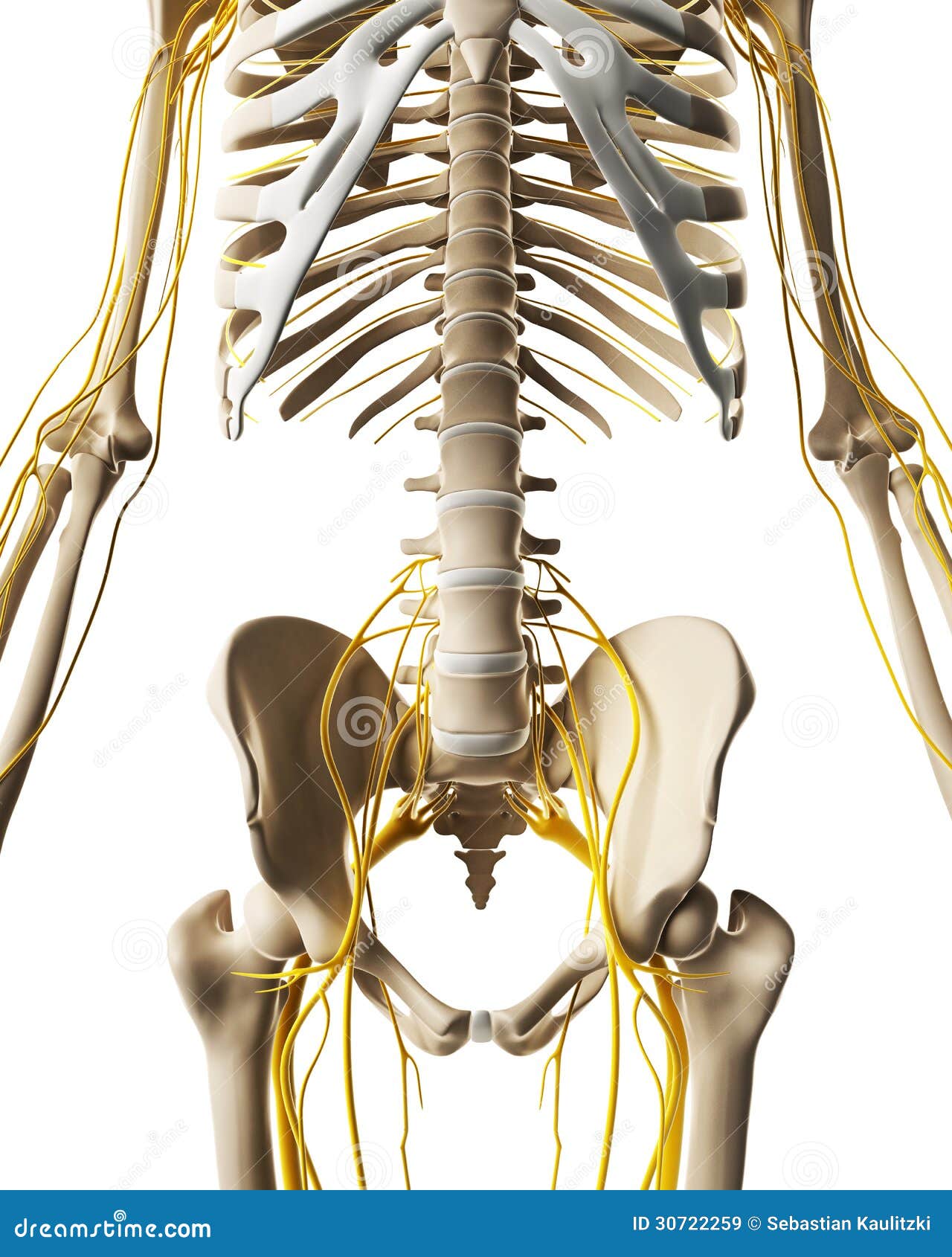 Male nerve system stock illustration. Illustration of anatomy - 30722259