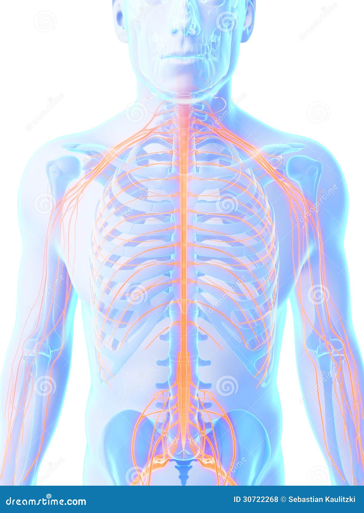 Male nerve system stock illustration. Illustration of cord - 30722268
