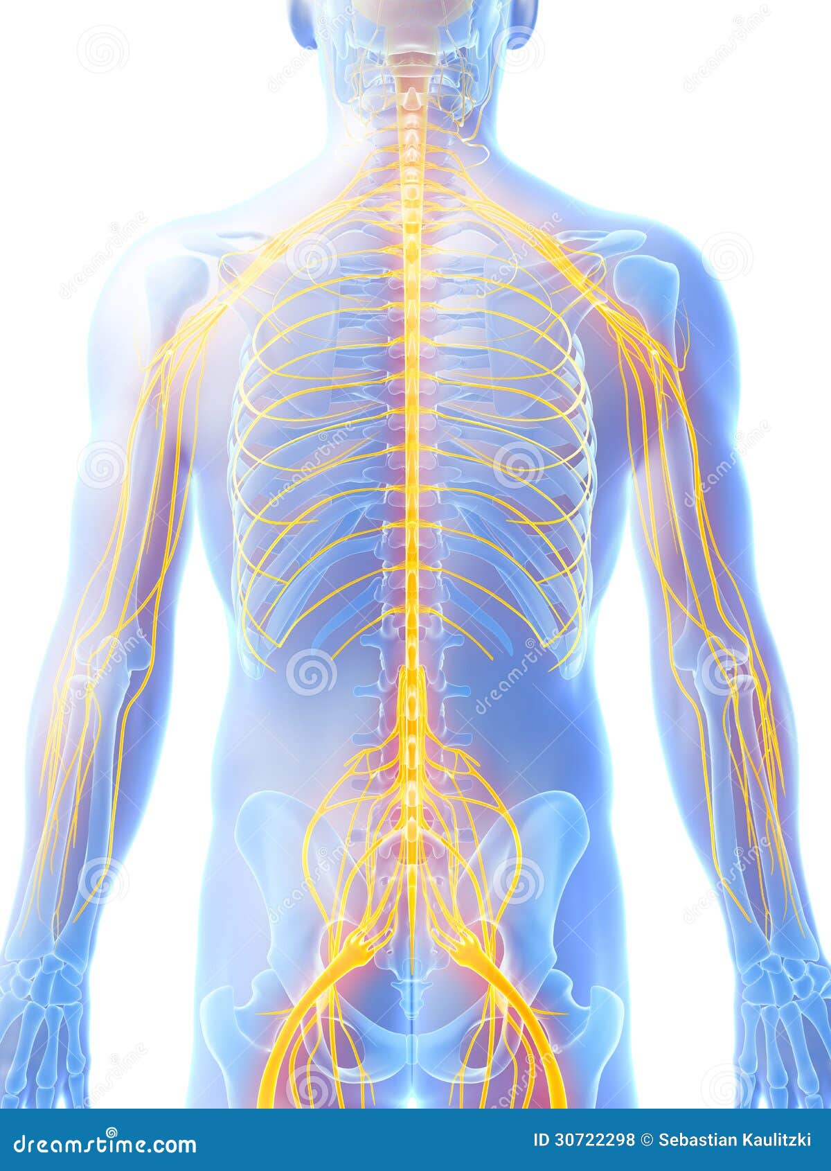 Nerve System Anatomy Cartoon Vector | CartoonDealer.com #118064419