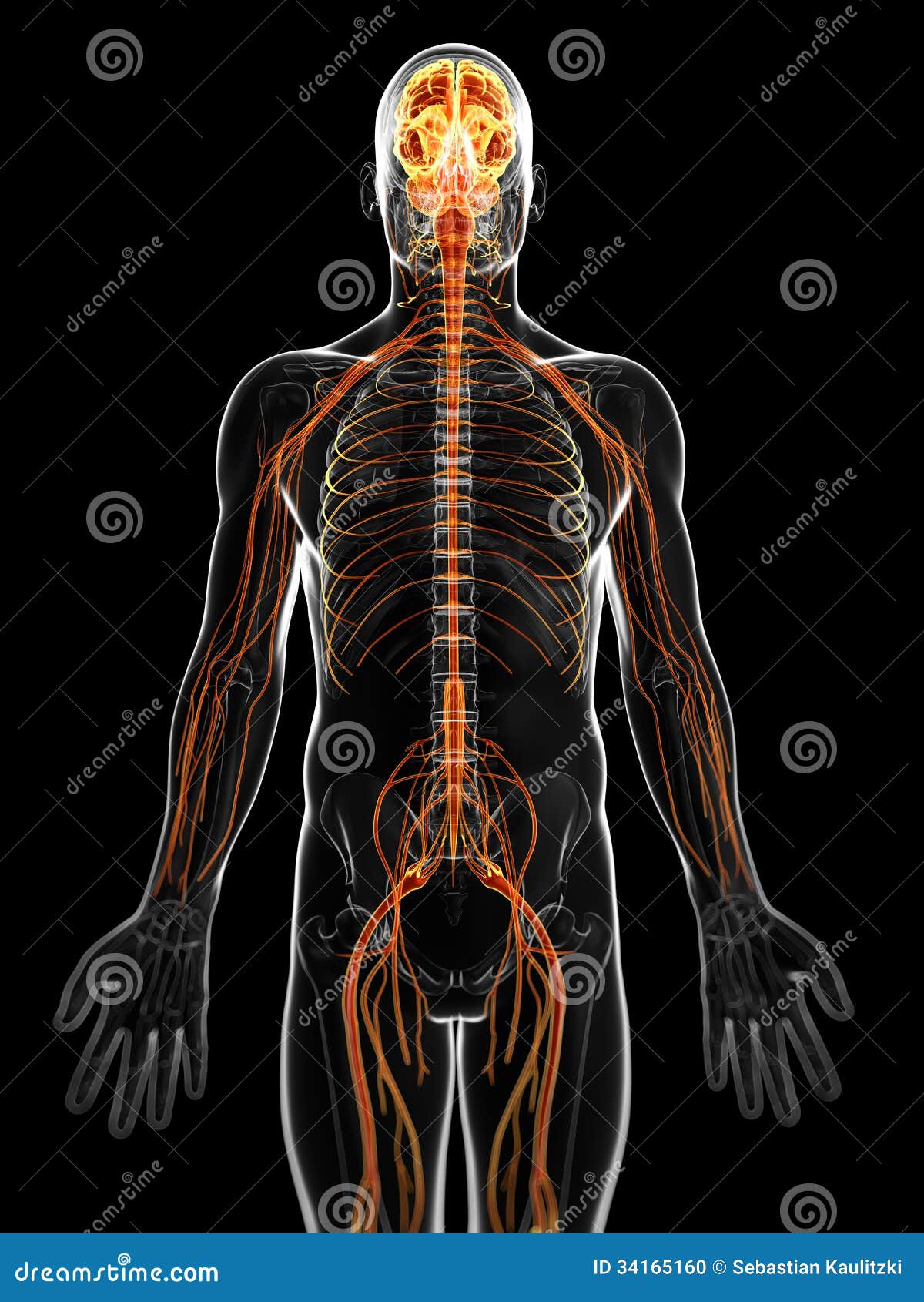 The male nervous system stock illustration. Illustration of medical ...