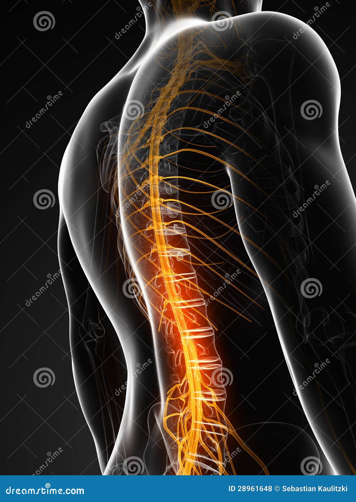 Male nervsystem stock illustrationer. Illustration av nervöst - 28961648