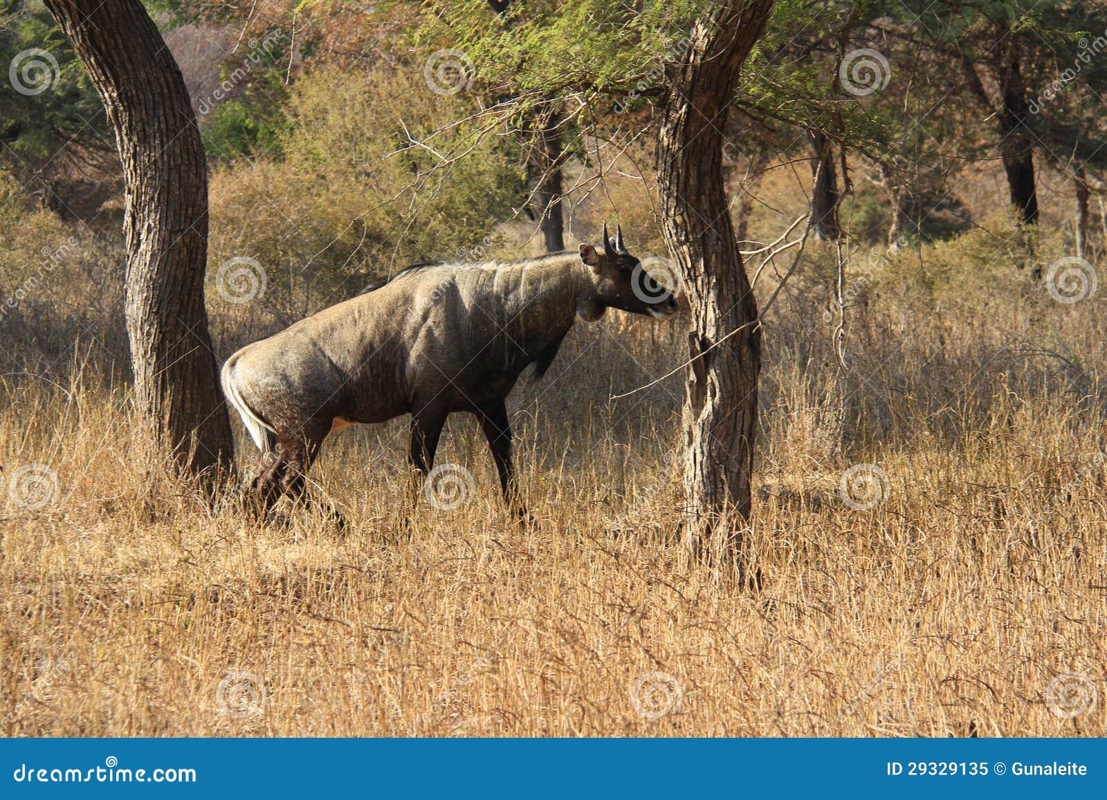 Male of Nilgai - the Largest Indian Antelope Stock Image - Image of ...