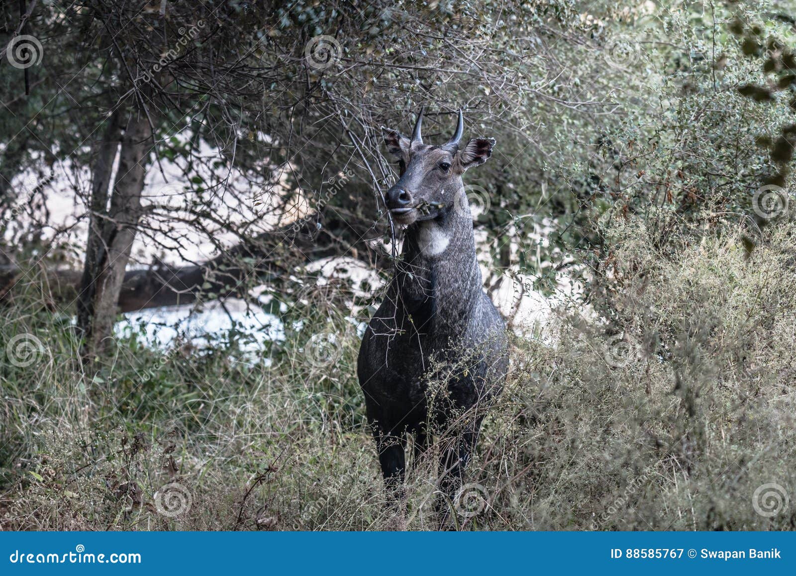 Male Nilgai And Female Nilgai Standing Together In The Forest, Looking ...