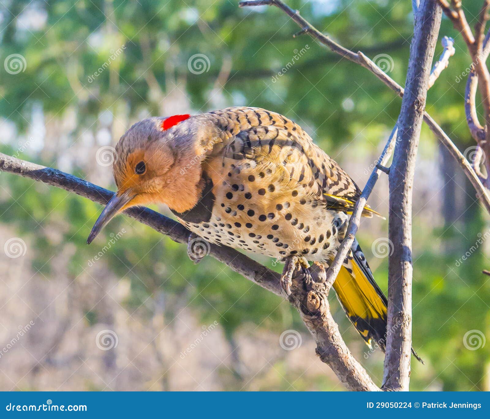 Male, Norther Flicker stock photo. Image of rural, grey - 29050224