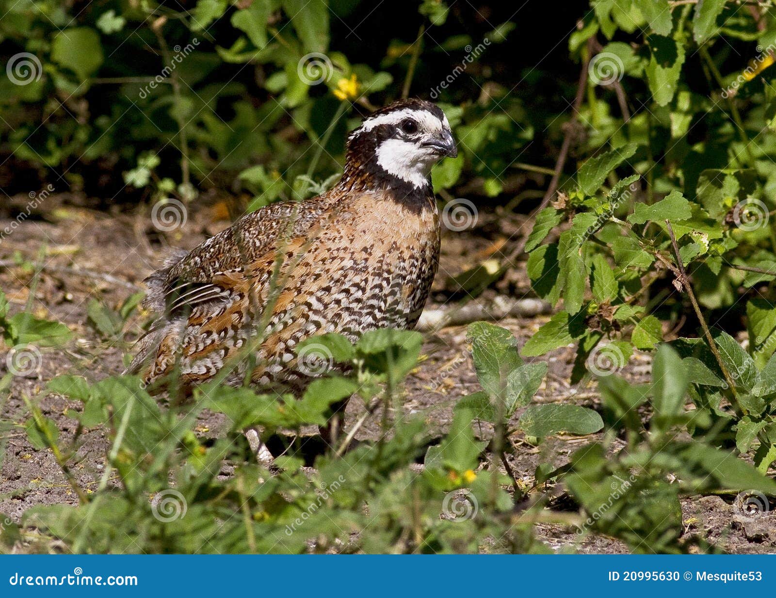 Male northern bobwhite stock photo. Image of bobwhite - 20995630