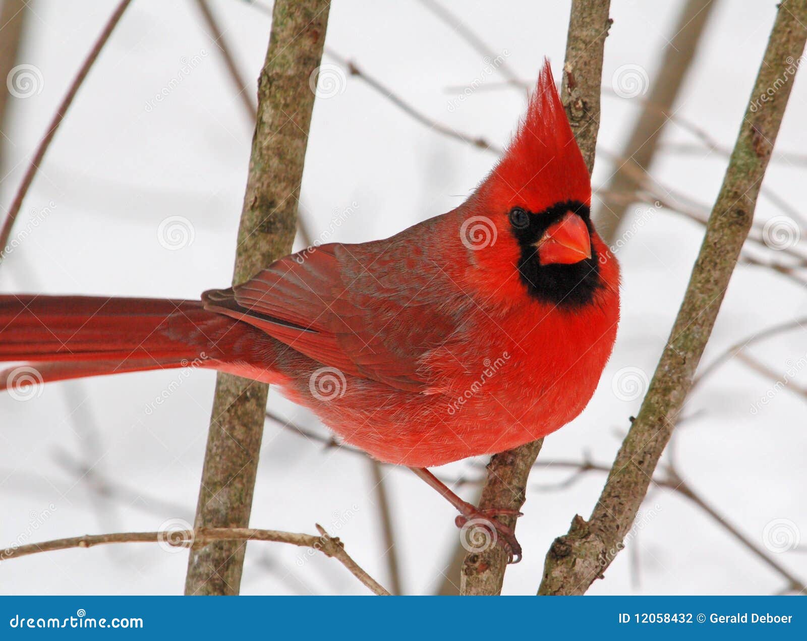 Male Northern Cardinal Royalty-Free Stock Photography | CartoonDealer ...