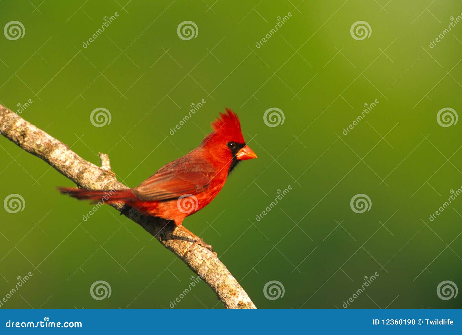 Male Northern Cardinal stock photo. Image of animal, cardinal - 12360190