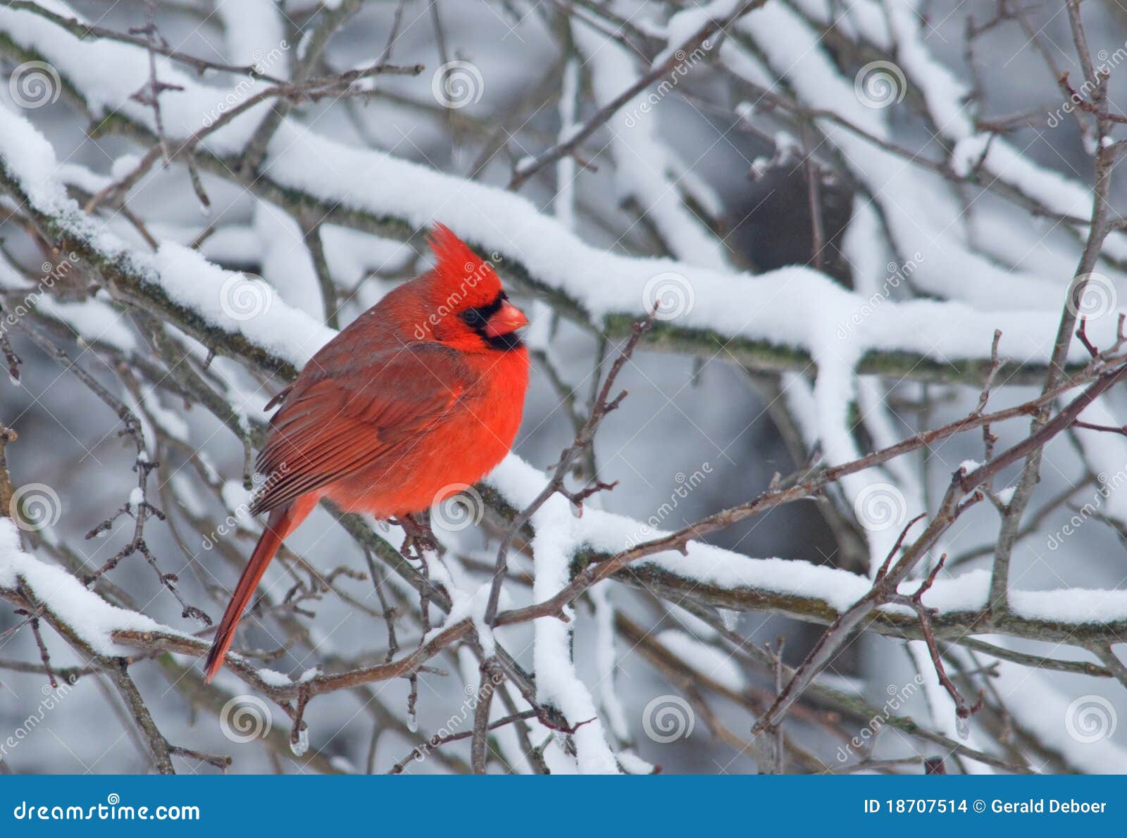 Male Northern Cardinal stock photo. Image of outdoors - 18707514