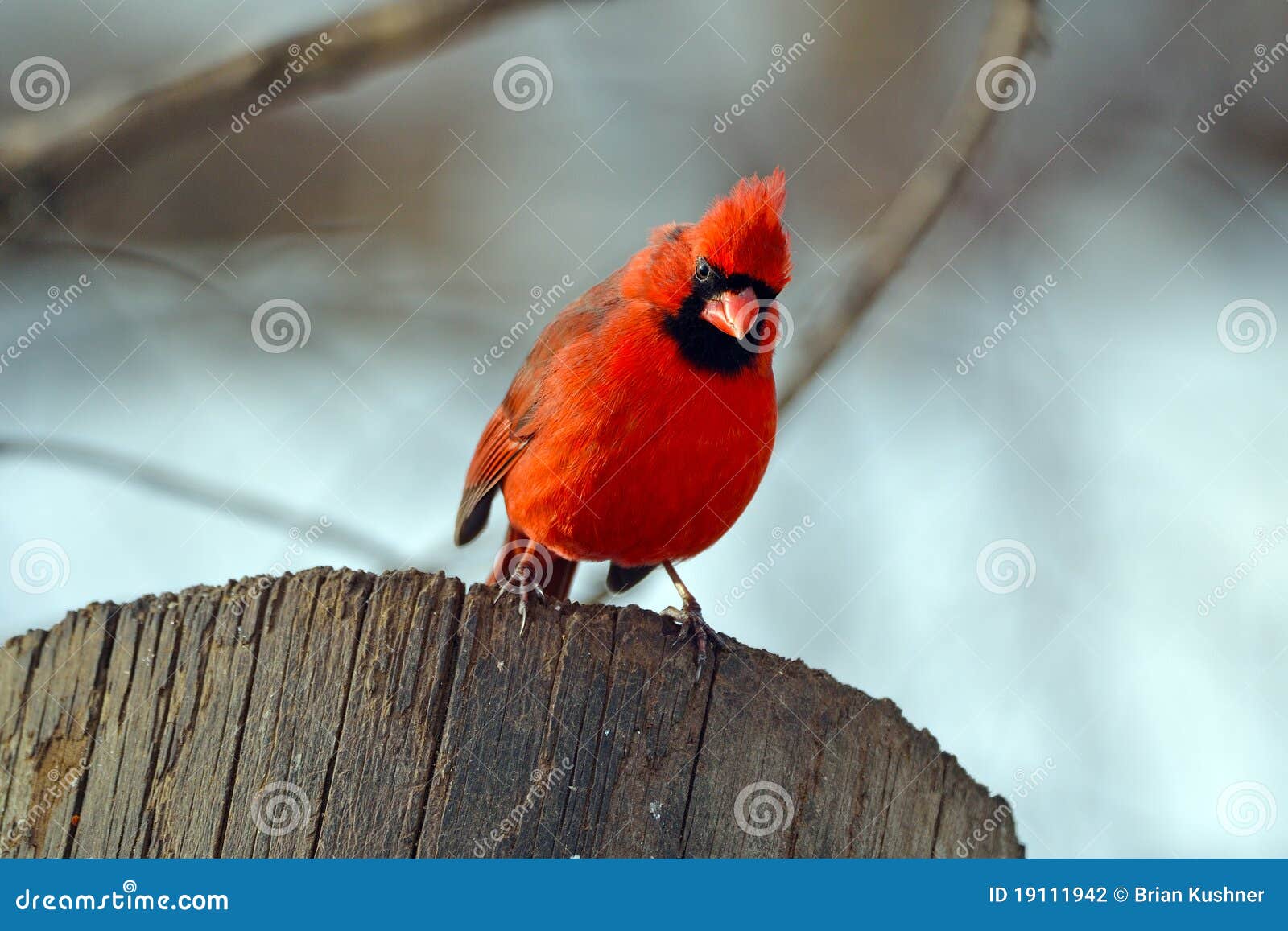 Male Northern Cardinal stock photo. Image of color, cardinalis - 19111942