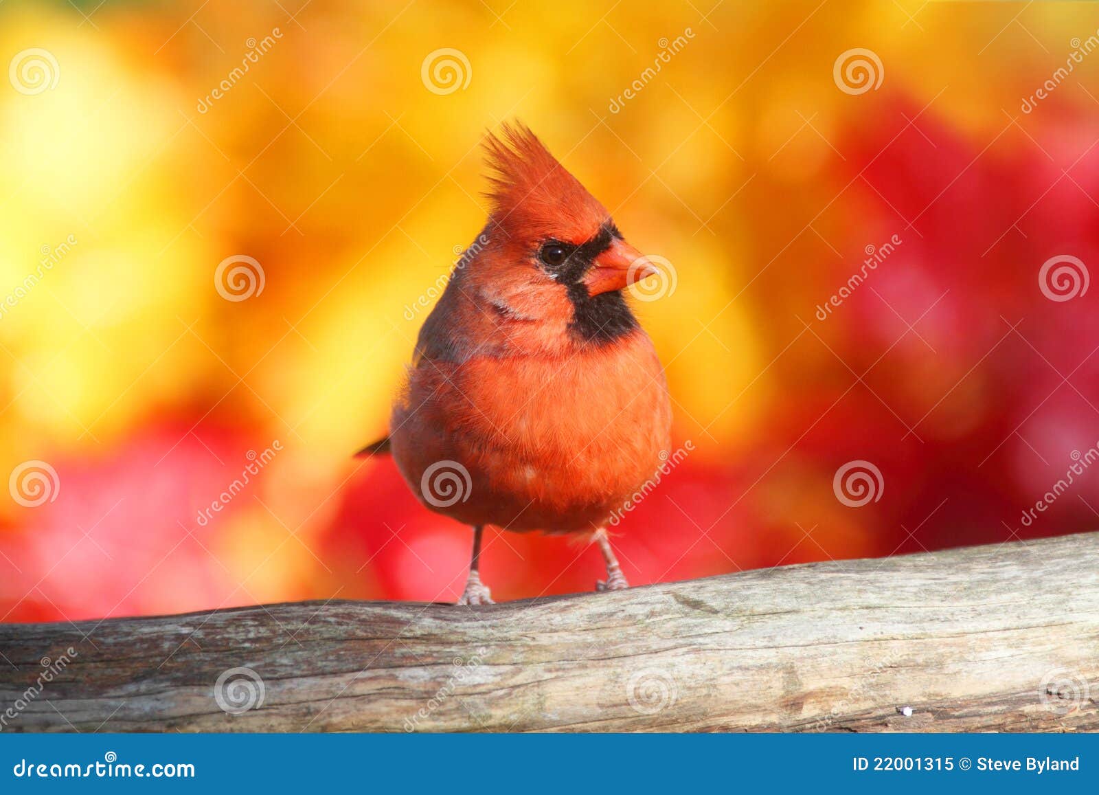 Male Northern Cardinal stock image. Image of nature, wild - 22001315