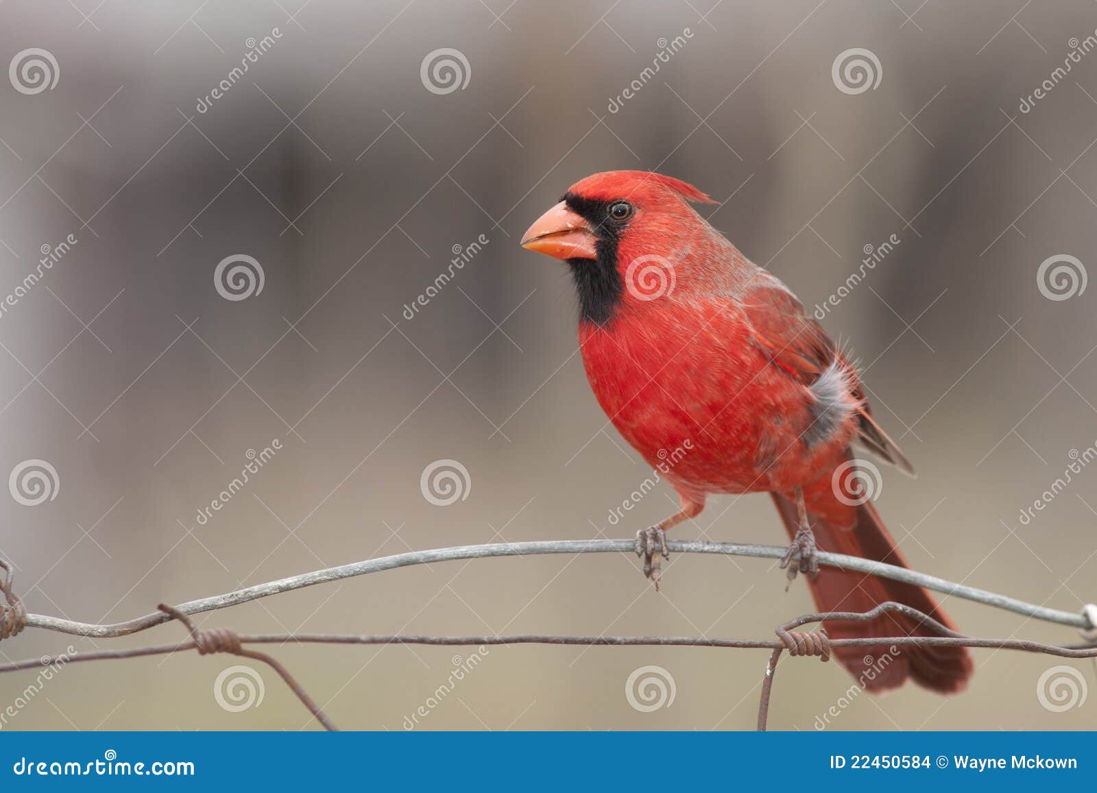 Male Northern Cardinal Royalty-Free Stock Photography | CartoonDealer ...