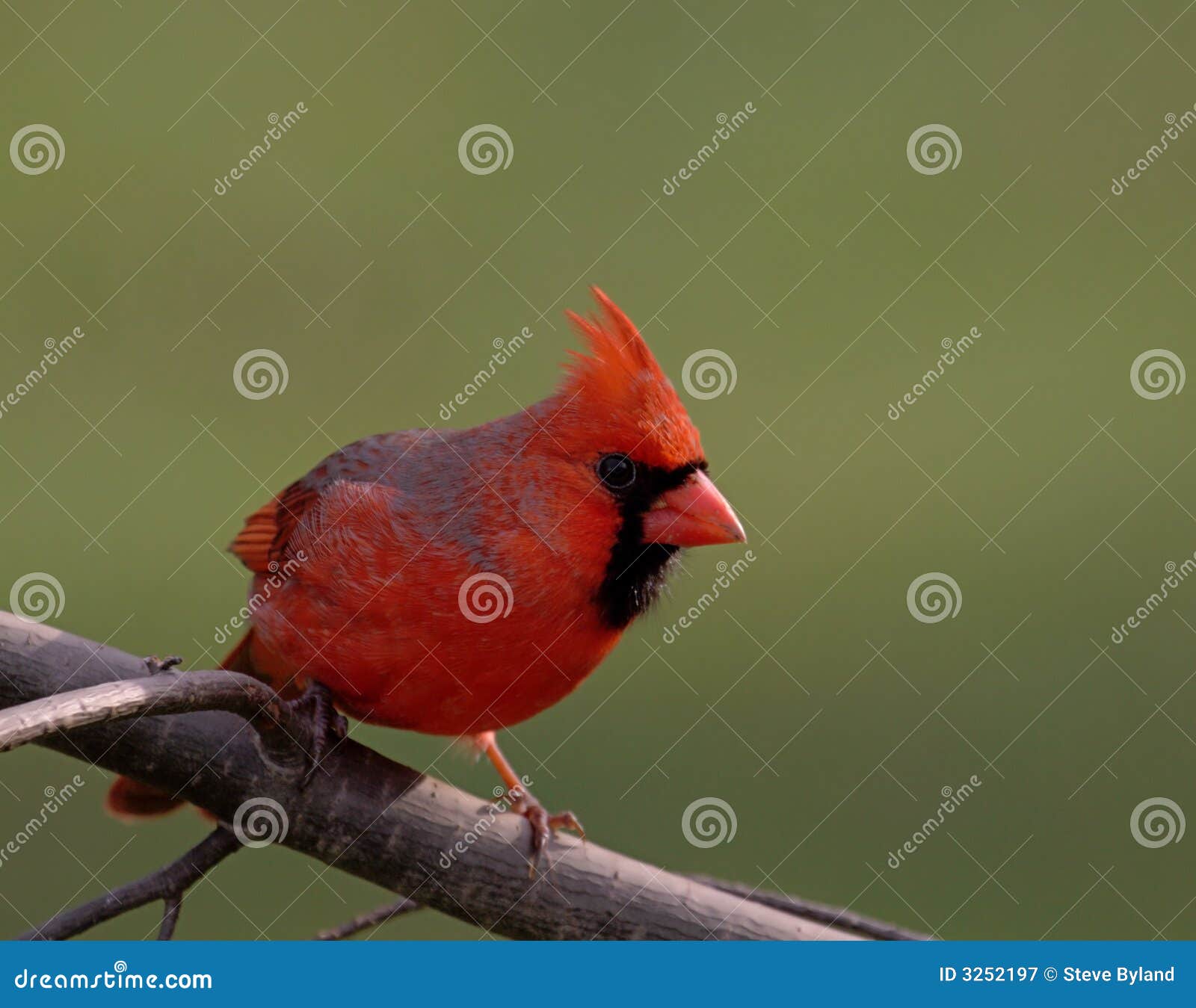 Male Northern Cardinal stock image. Image of animal, feathers - 3252197