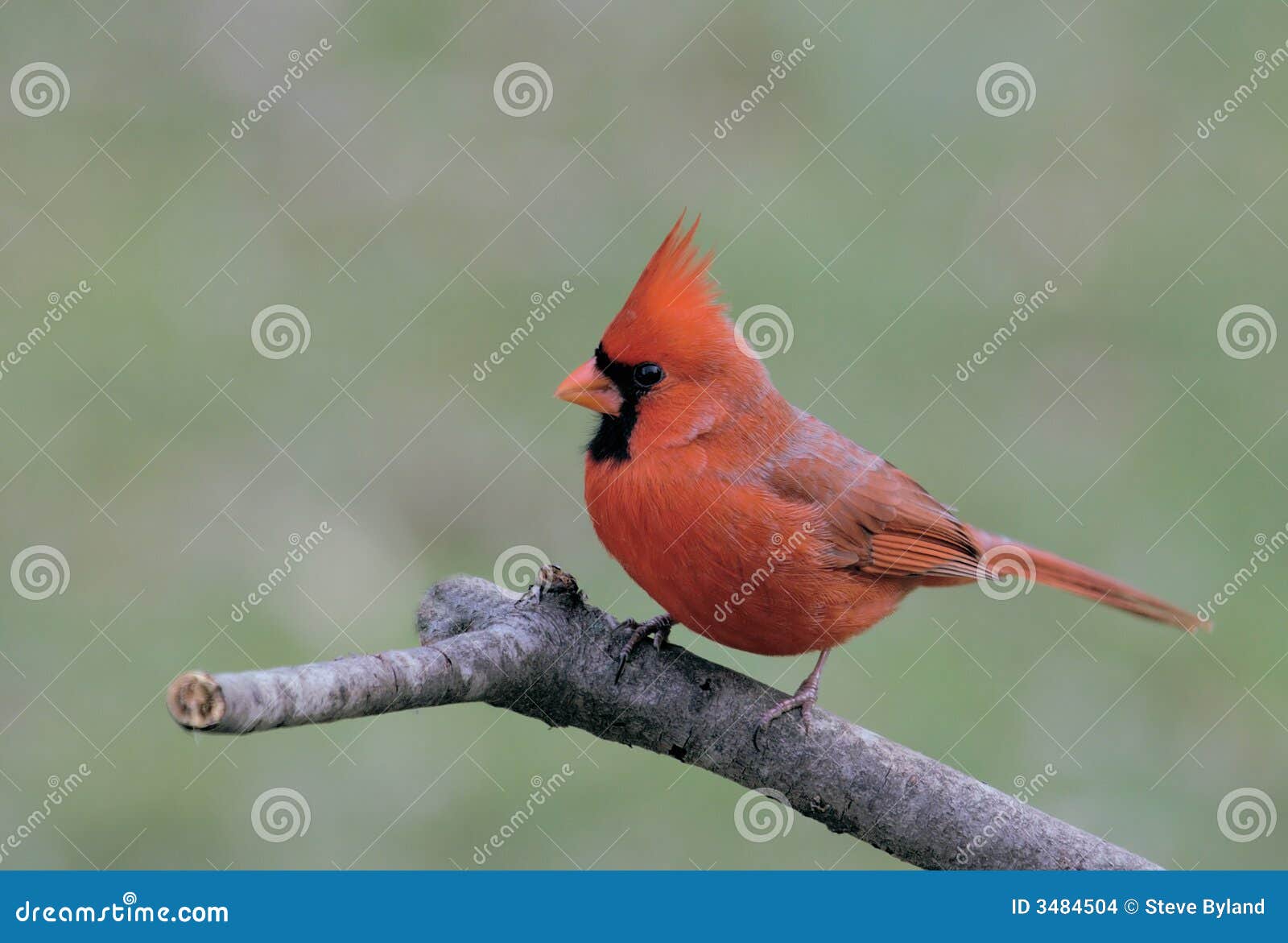 Male Northern Cardinal stock photo. Image of cardinal - 3484504