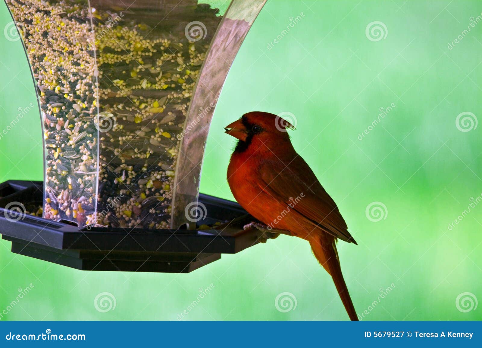 Male Northern Cardinal stock image. Image of eastern, pretty - 5679527