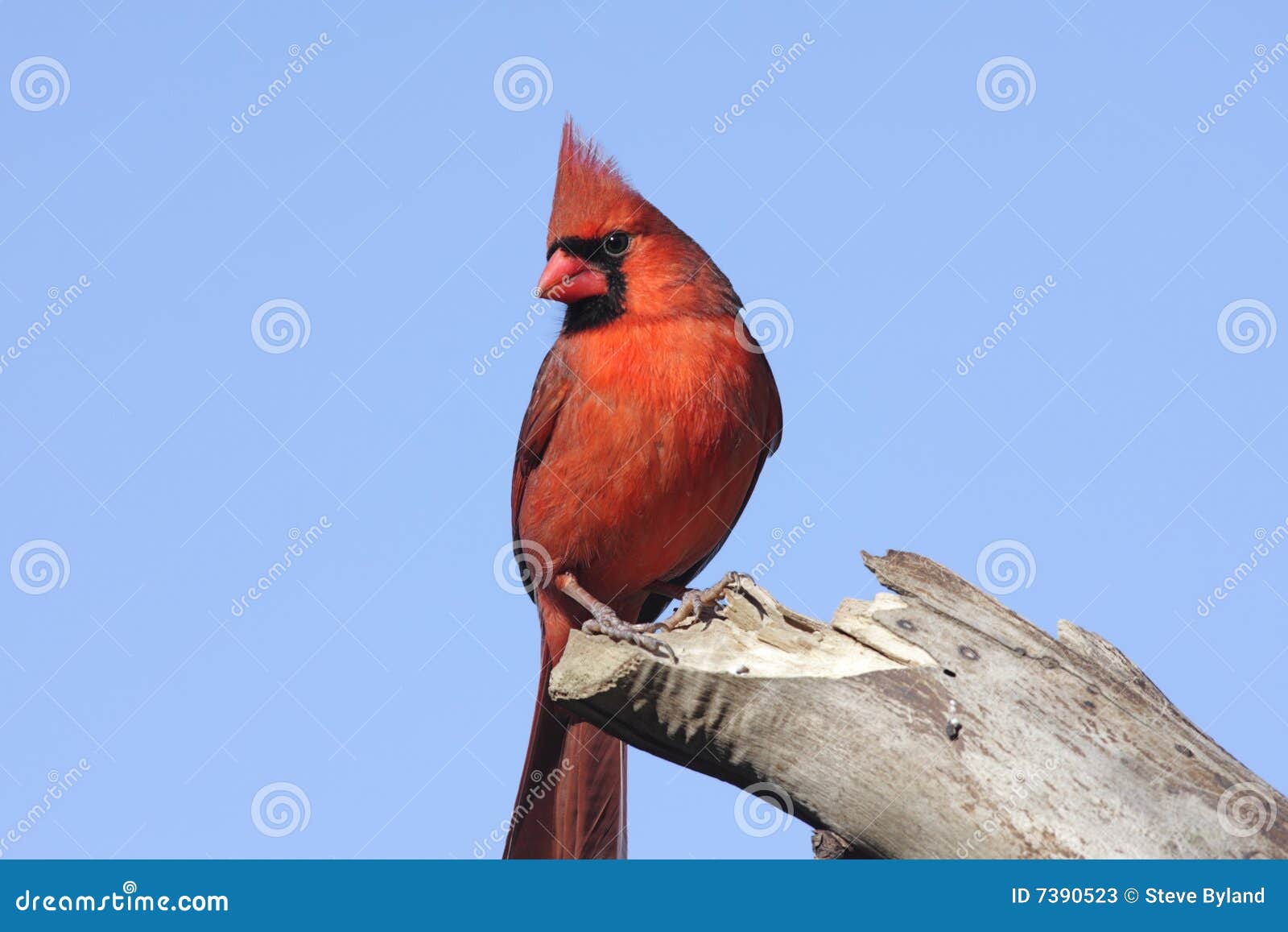 Male Northern Cardinal stock image. Image of birds, avian - 7390523