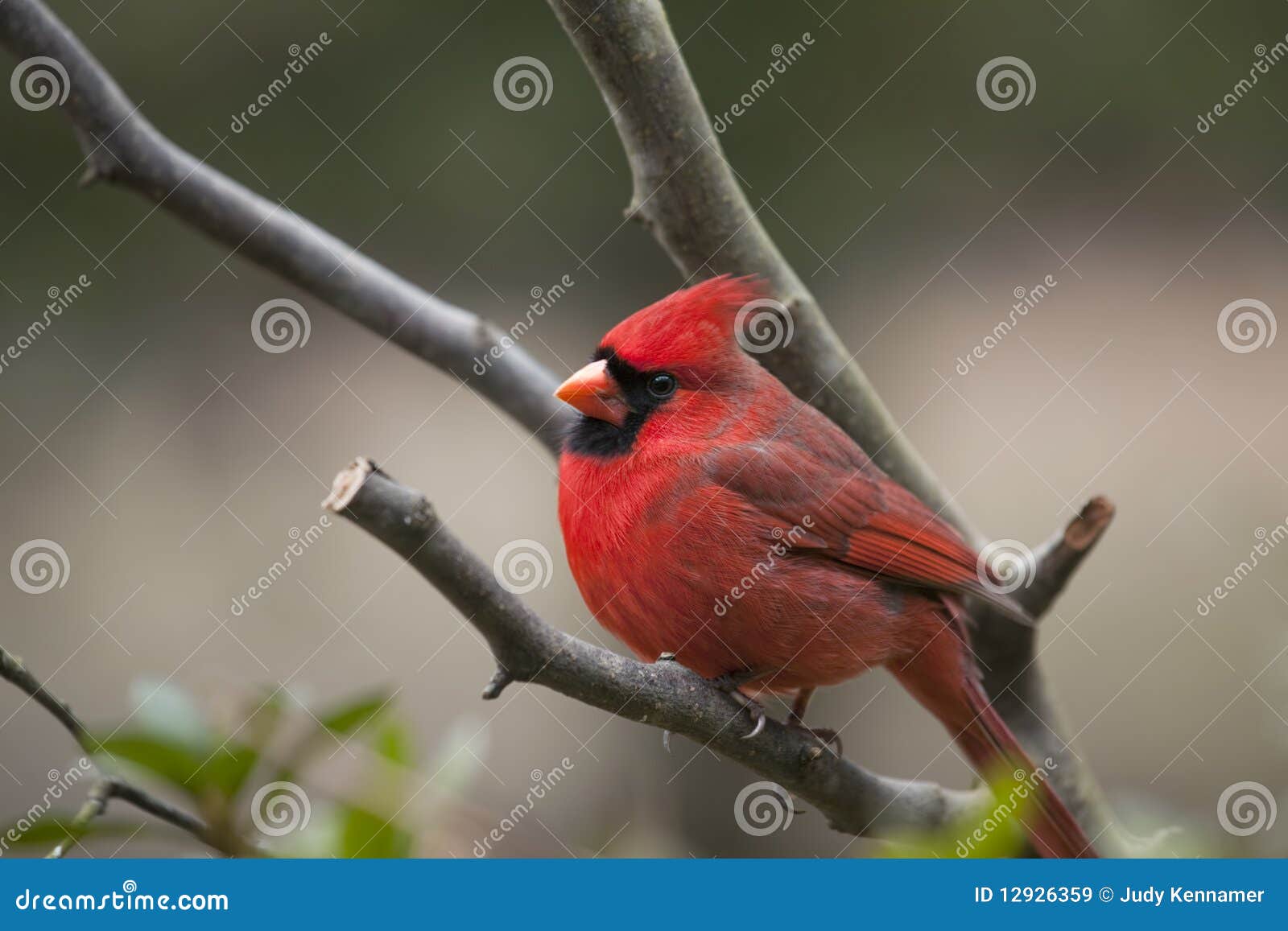 Male Northern Cardinal Bird Stock Image - Image of lichens, beak: 12926359