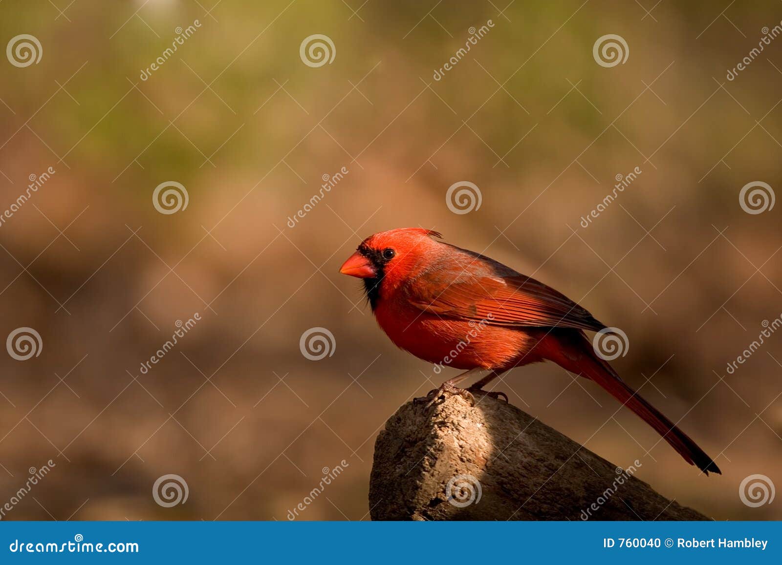 Male Northern Cardinal Bird Stock Photo - Image of details, redbird: 760040