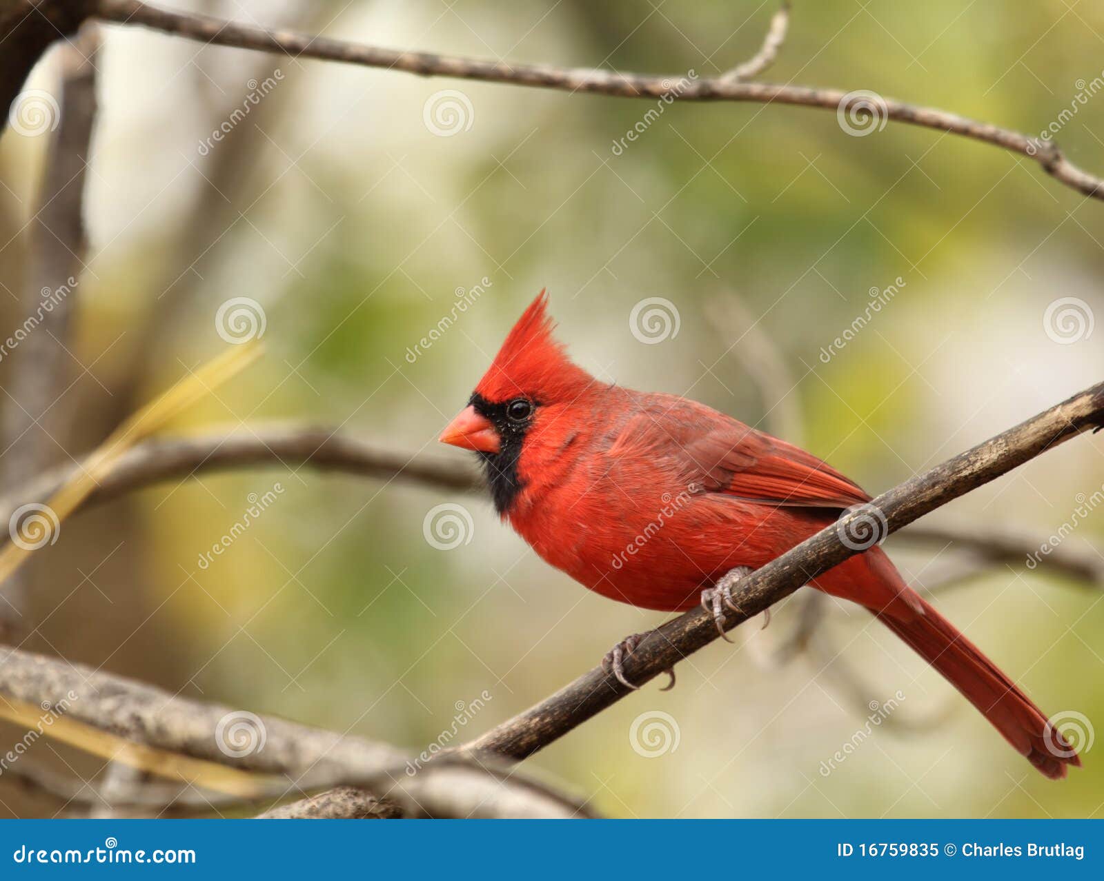 Male Northern Parula Setophaga Americana Eating Nectar From A Weeping ...