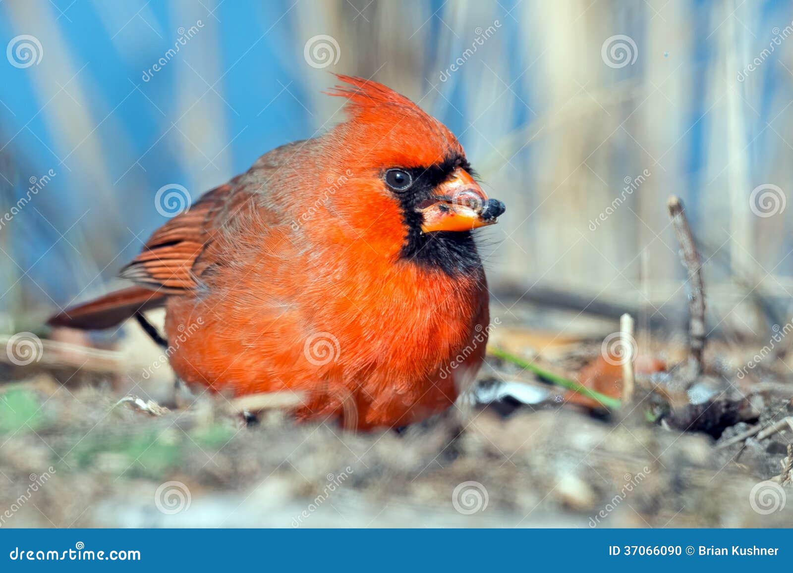 Male Northern Cardinal stock photo. Image of woods, wildlife - 37066090