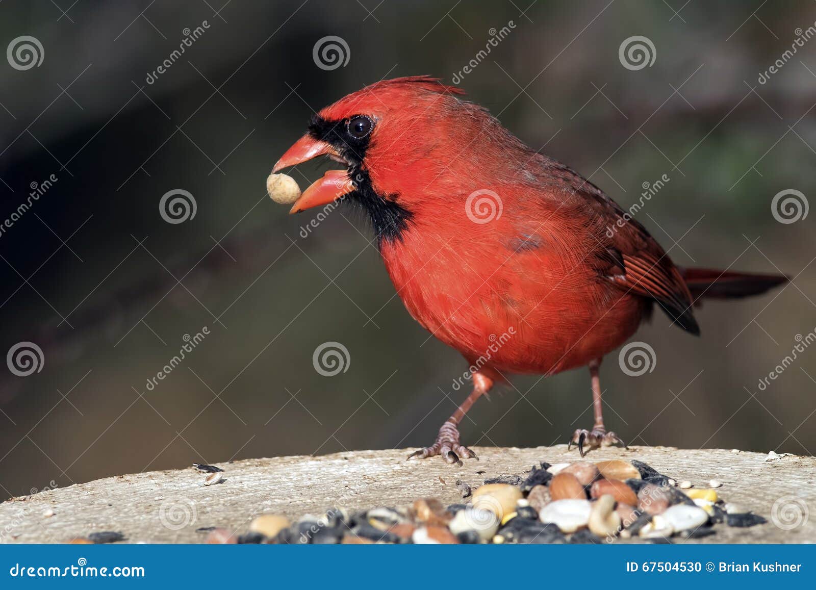 Northern Cardinal Male Singing In A Tree Royalty-Free Stock Photography ...