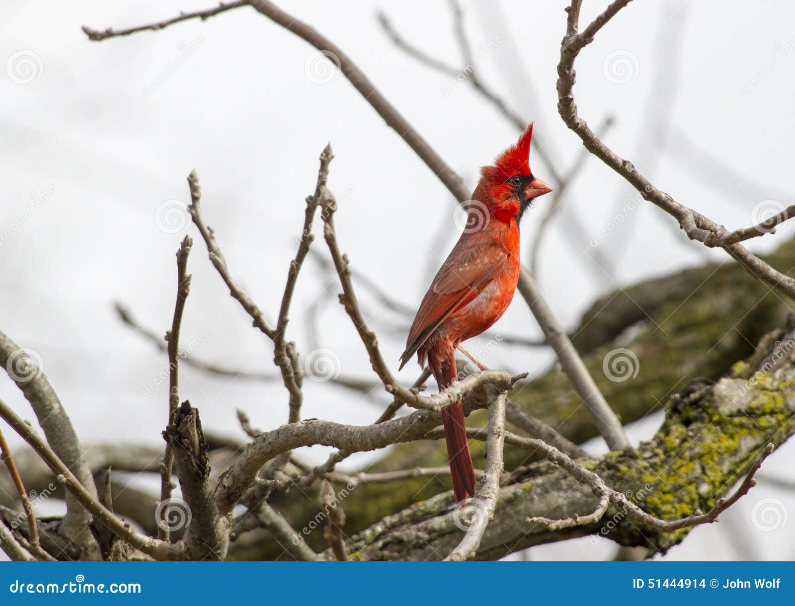 Male Northern Cardinal on Full Alert Stock Photo - Image of watching ...