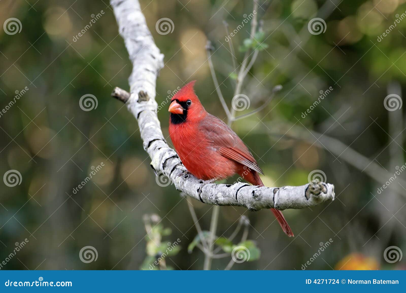 Male Northern Cardinal Perched Stock Photo - Image of northern, perched ...