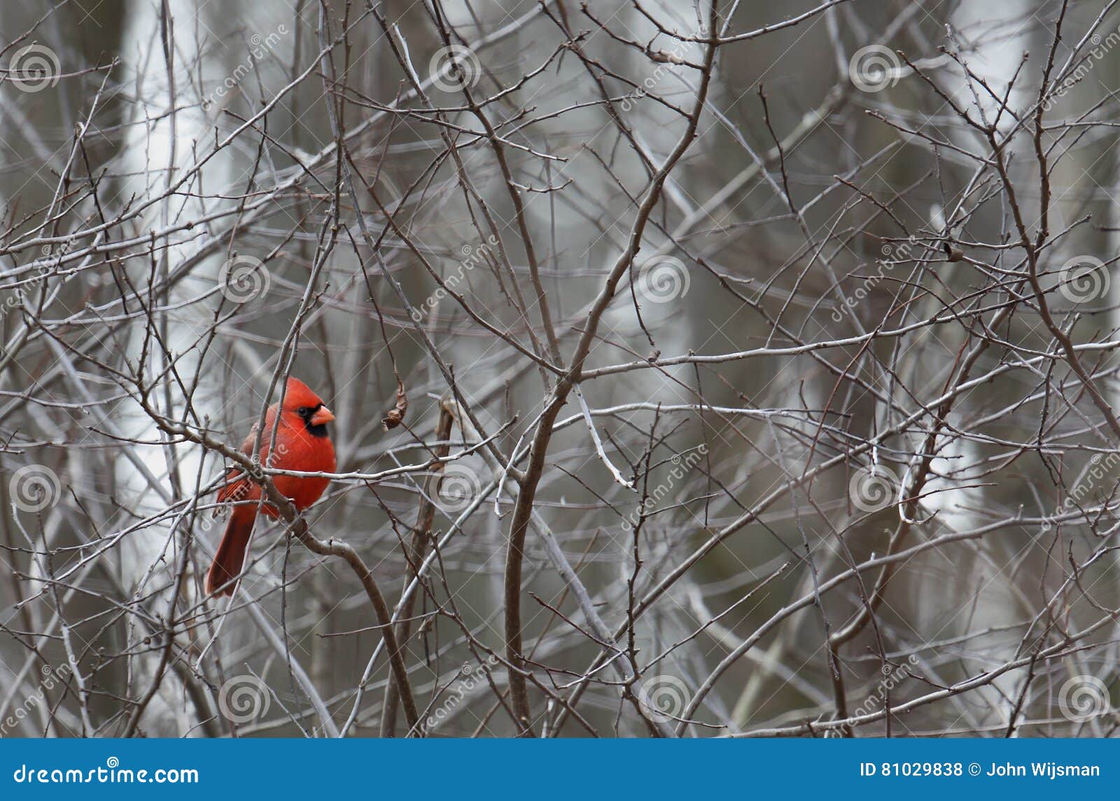 Male Northern Cardinal Perched on Bare Branches Stock Photo - Image of ...